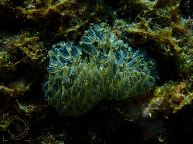 Cnidaria – Ecopixeladas