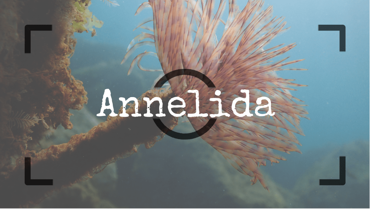 Annelida – Ecopixeladas