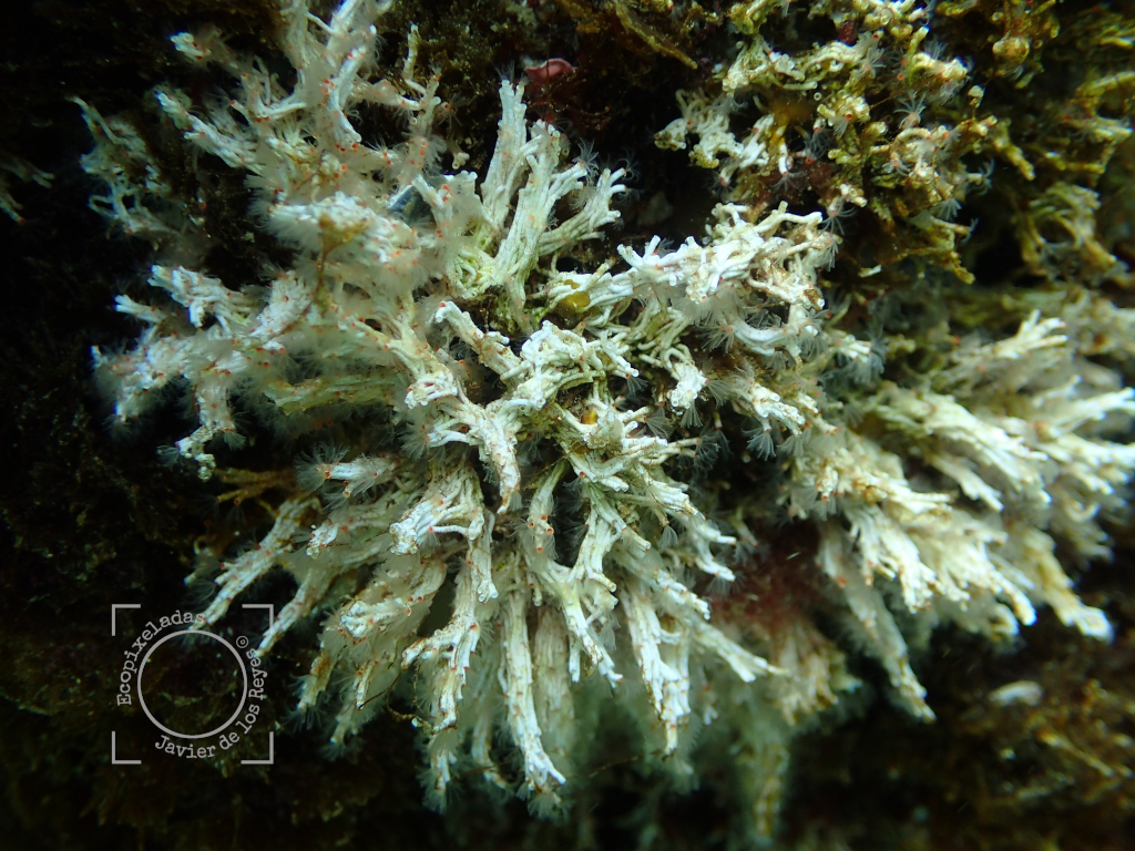 Annelida – Ecopixeladas