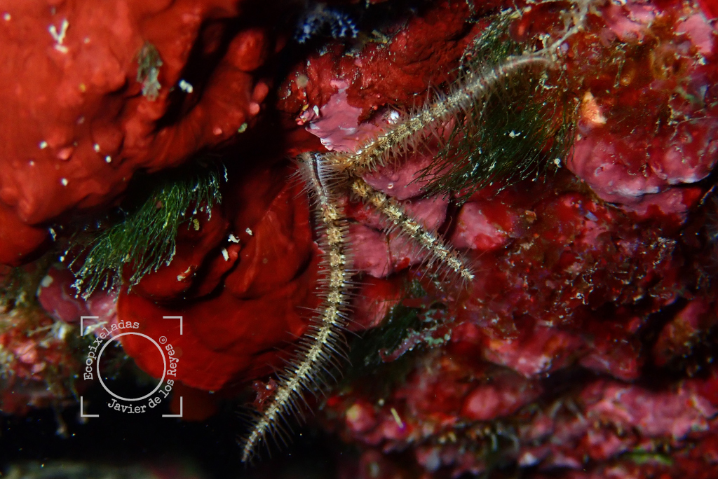 Echinodermata – Ecopixeladas